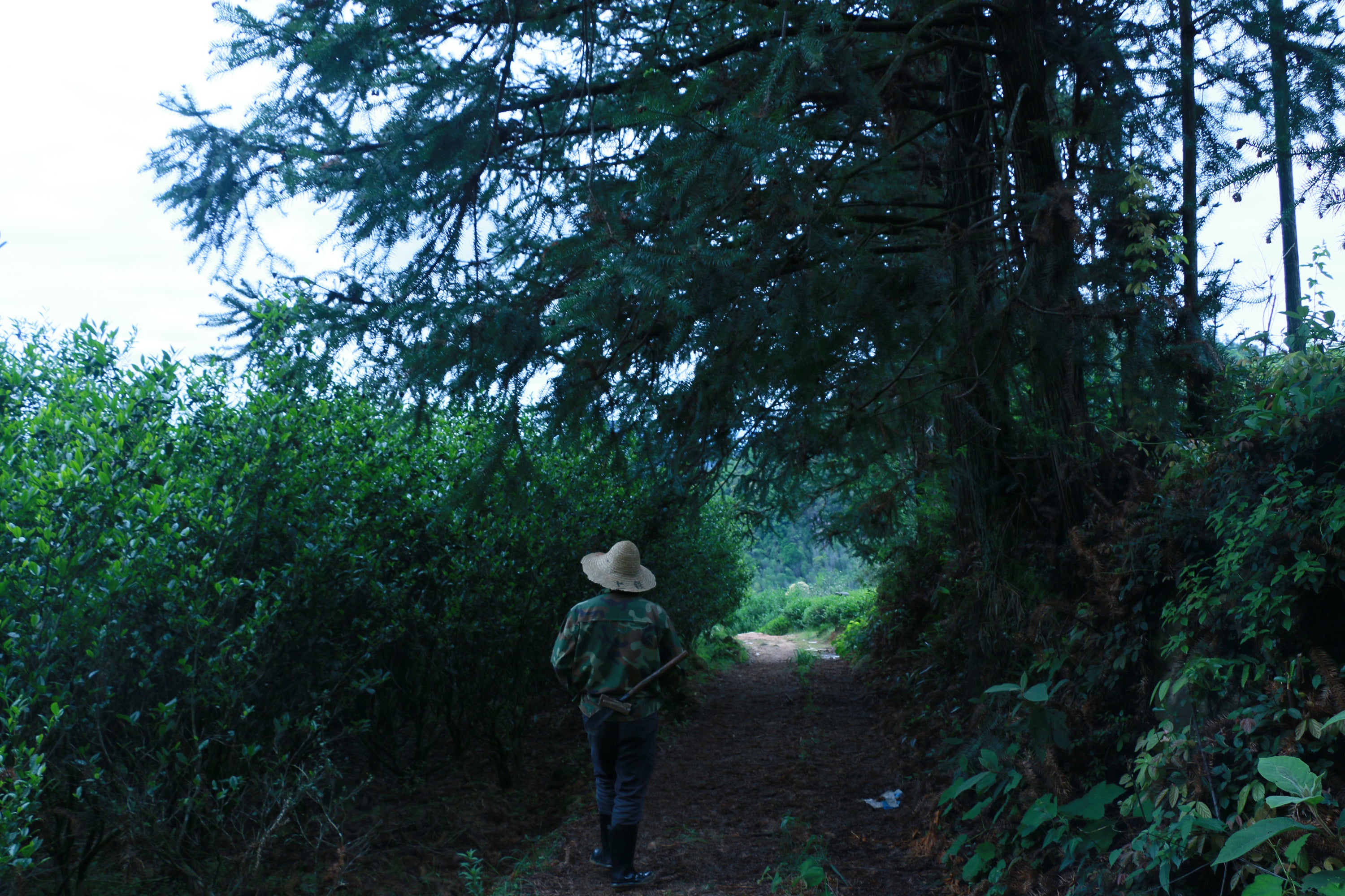 Mei Zhan Comparison – Wuyi Origin