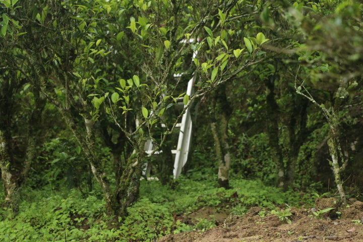 Lei Kou Chai 雷扣柴 2023 – Wuyi Origin